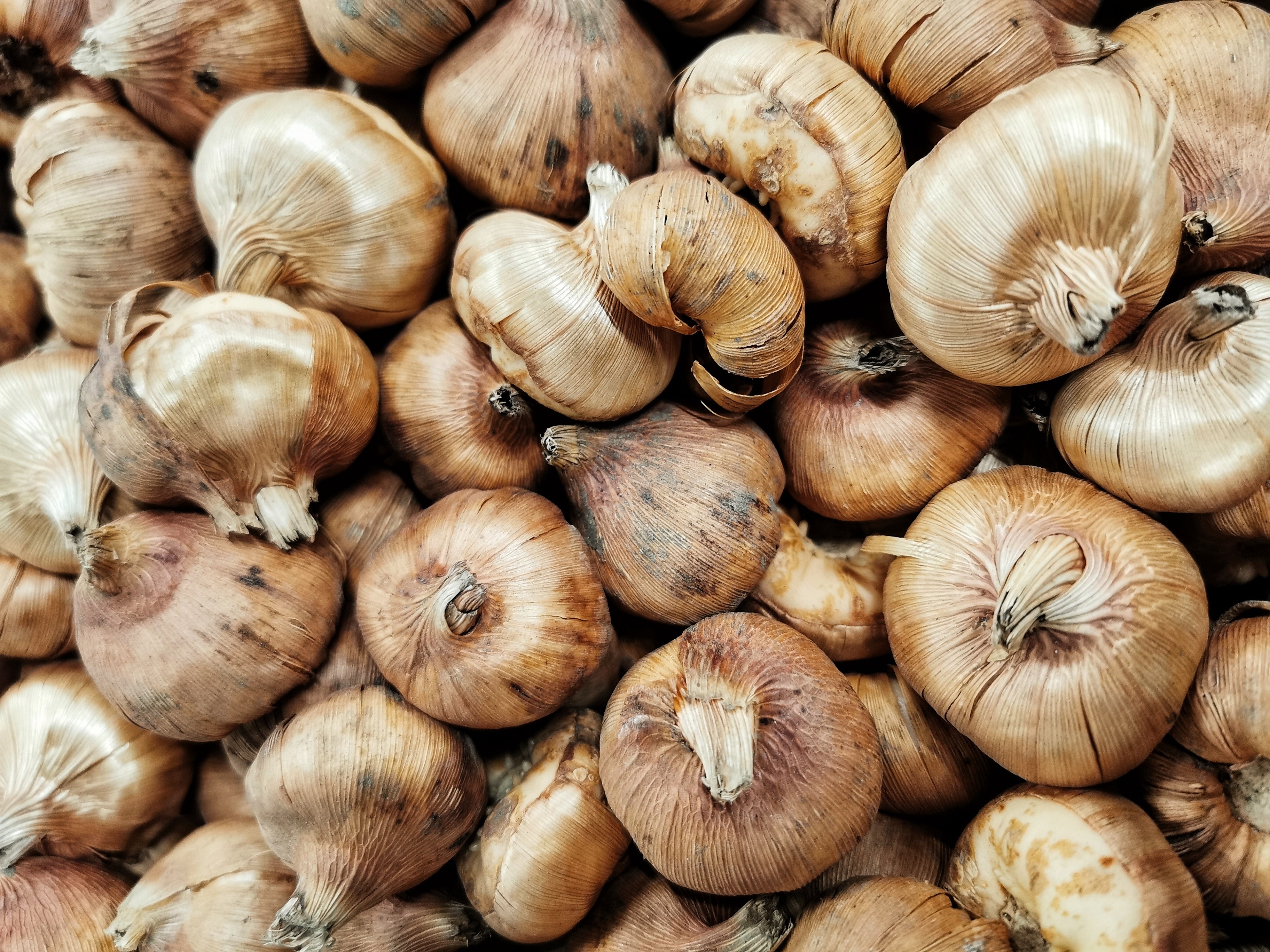 When and How to Plant Gladioli Bulbs – an Easy Growing Guide – Jack the ...