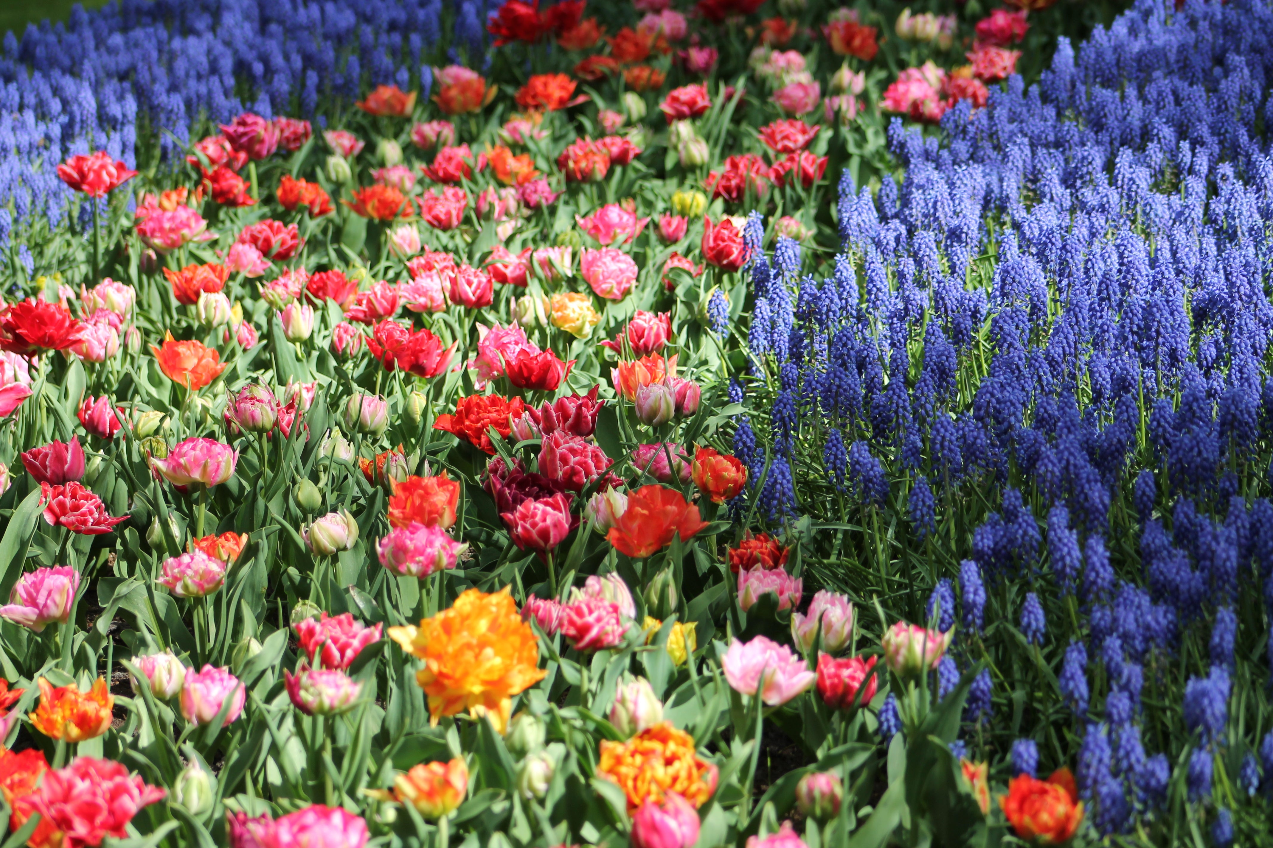 All spring flowering bulbs – Page 7 – Jack the Grower