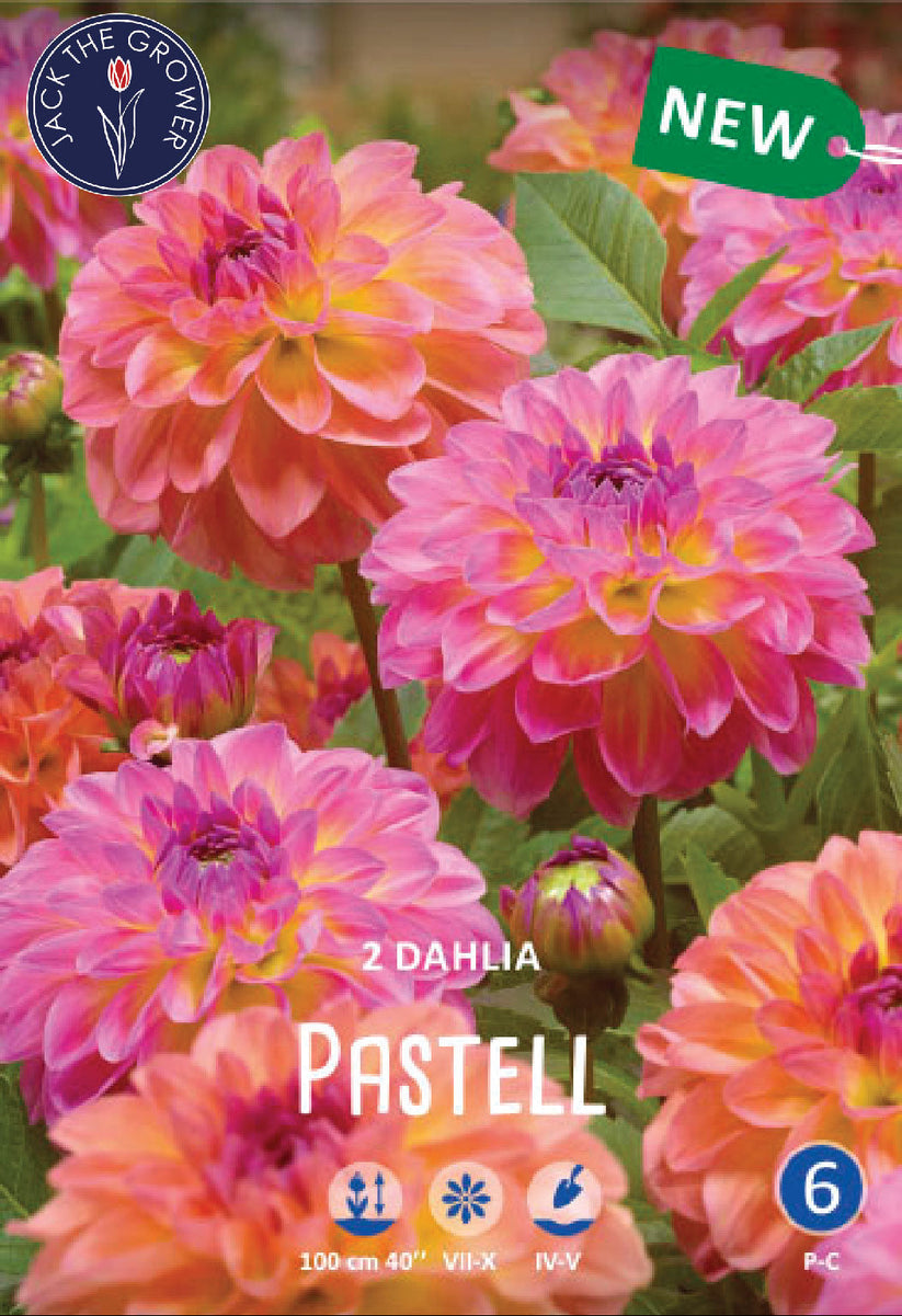 Dahlia Pastell – Jack the Grower