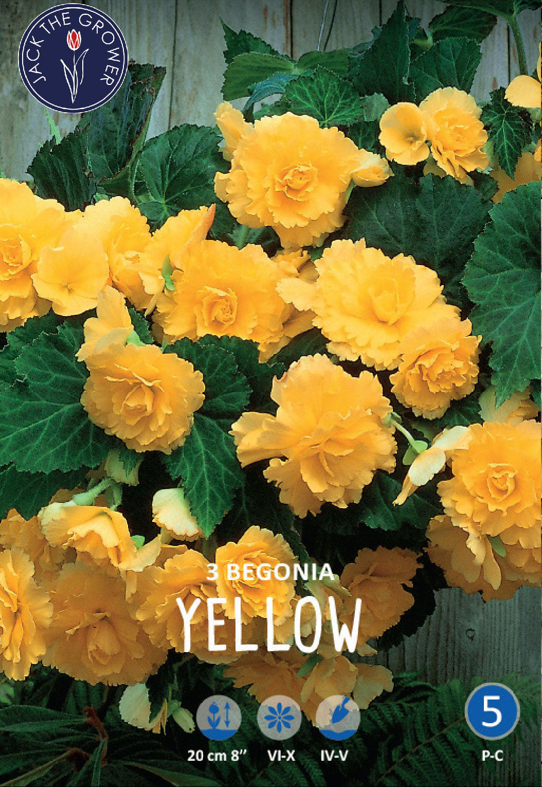 Begonia Pendula Yellow – Jack the Grower