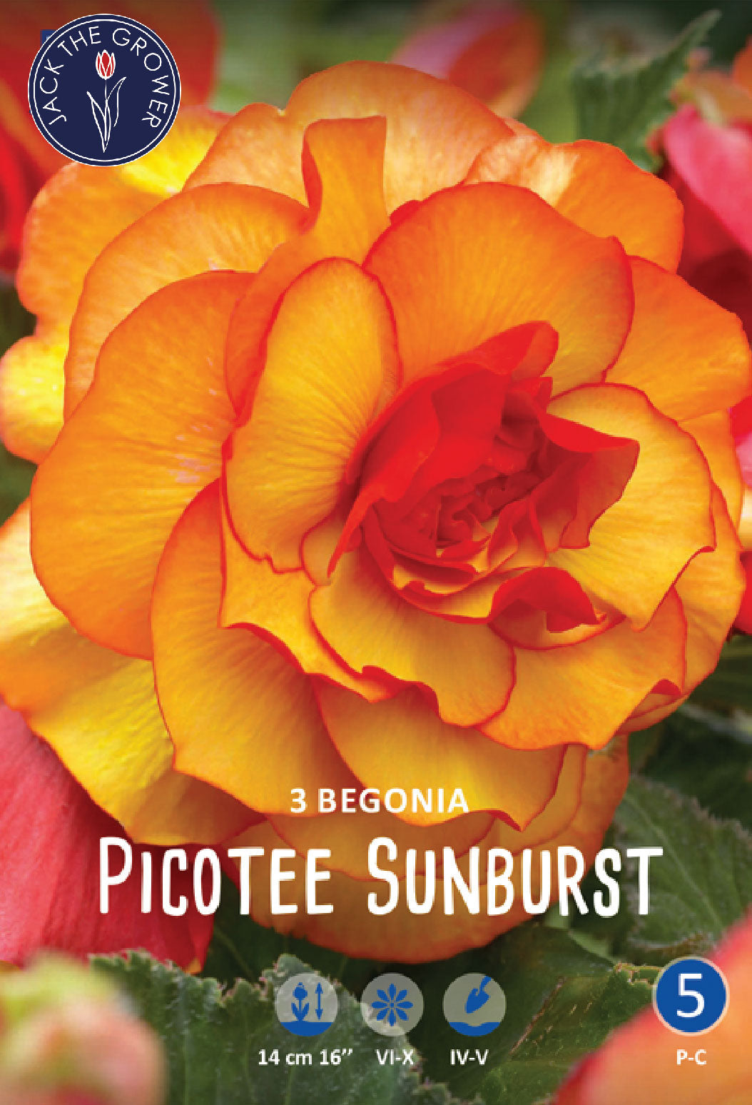 Begonia Picotee Sunburst – Jack the Grower