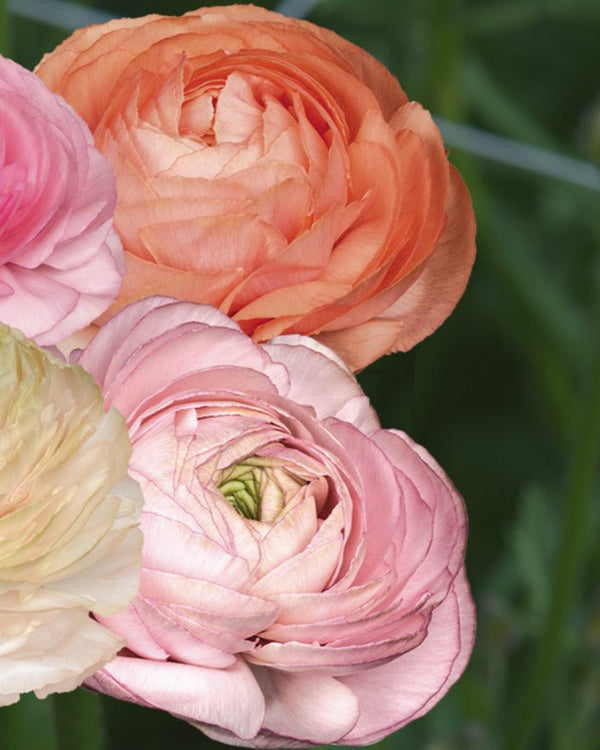 Ranunculus Elegance® Pastello – Jack the Grower