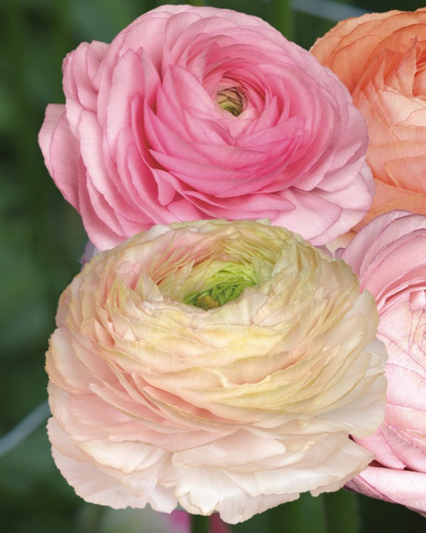 Ranunculus Elegance® Pastello – Jack the Grower