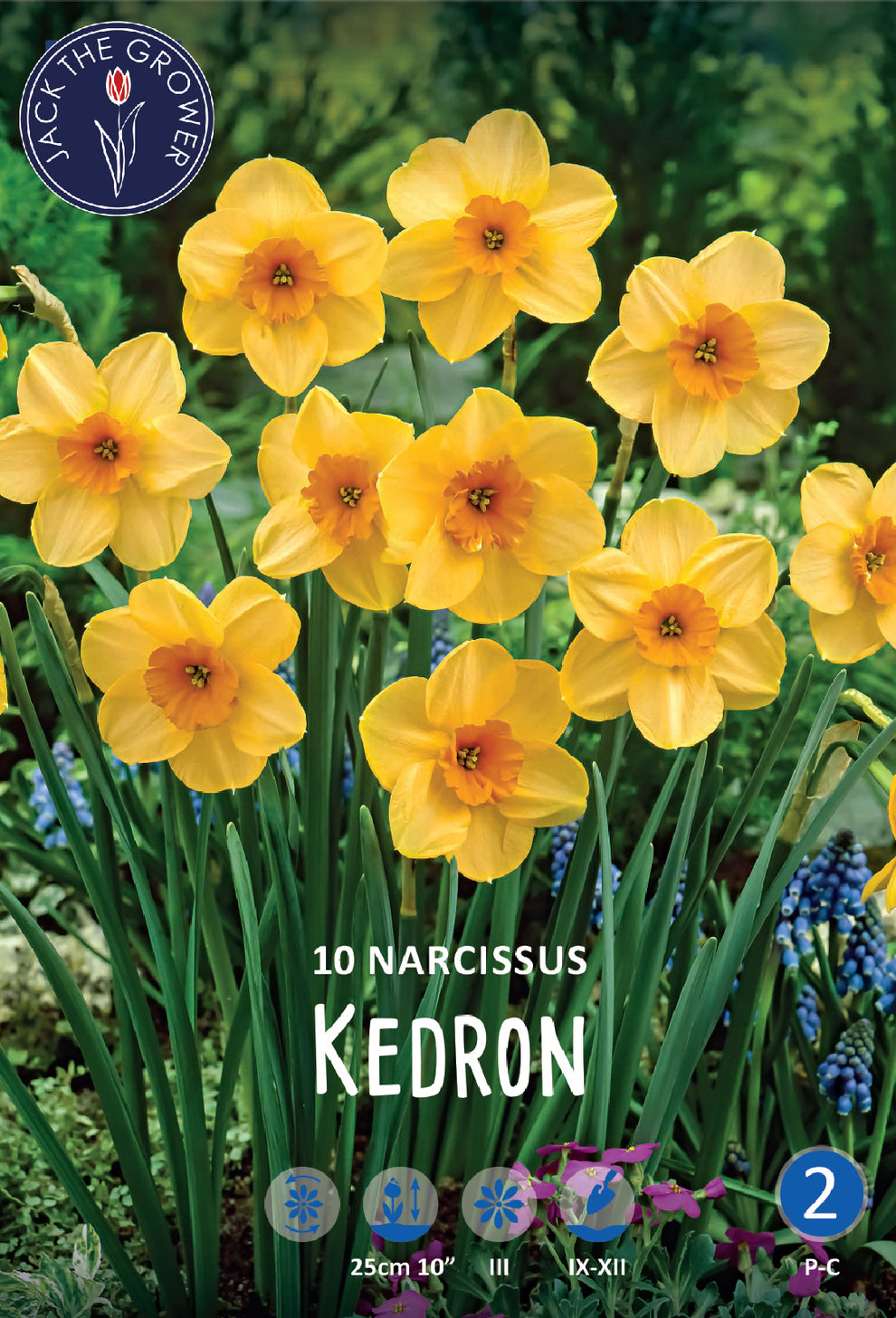 Narcissus Kedron – Jack the Grower