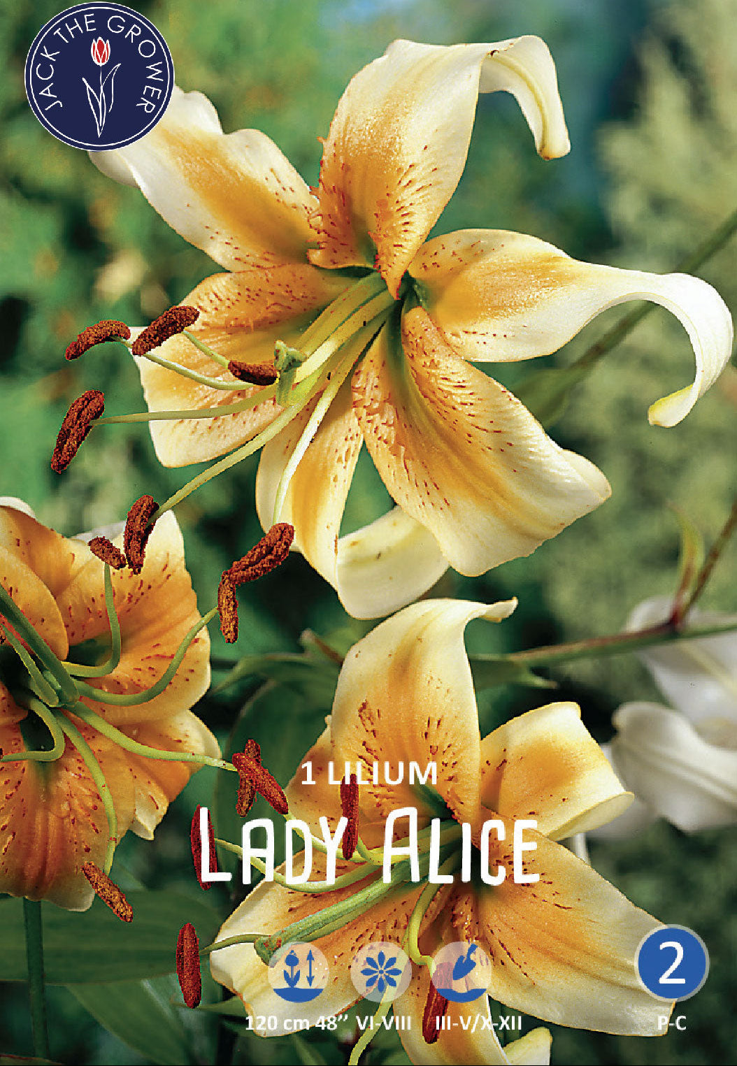 Lilium Lady Alice – Jack the Grower