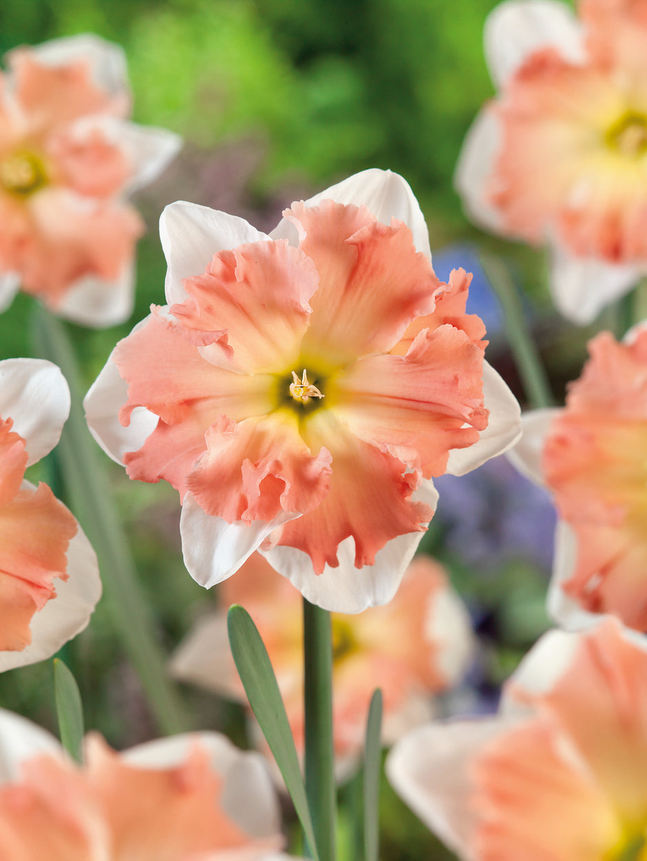 Narcissus Apple Pie – Jack the Grower