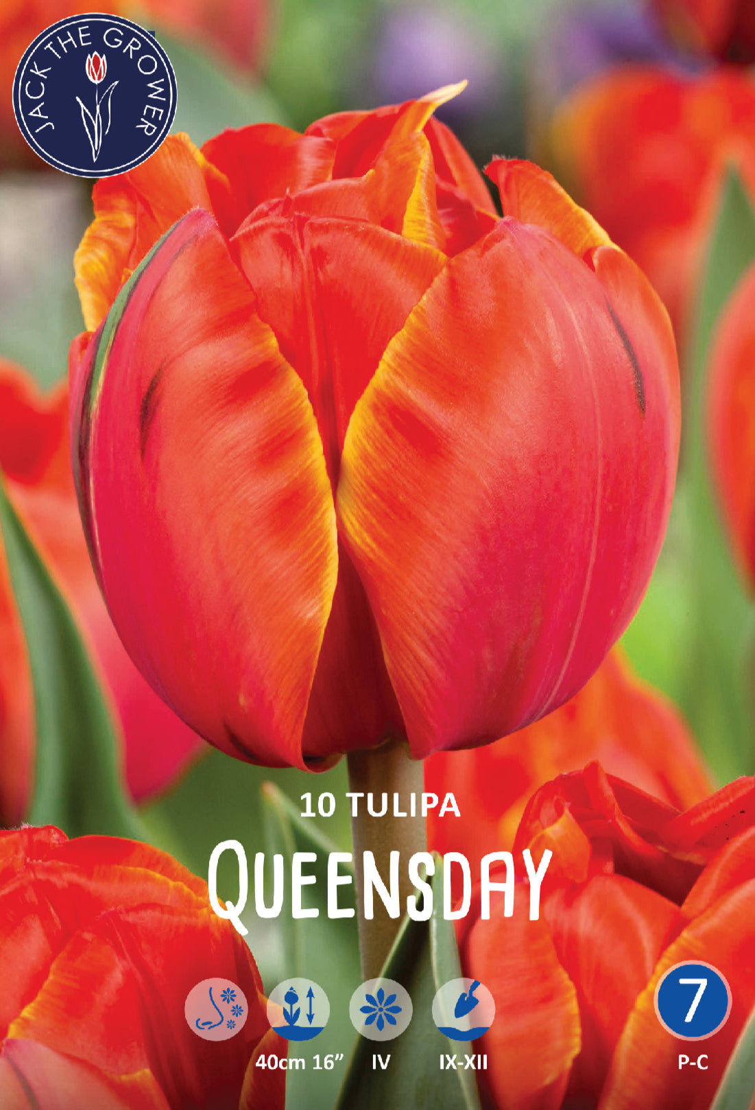 Tulipa Queensday – Jack the Grower