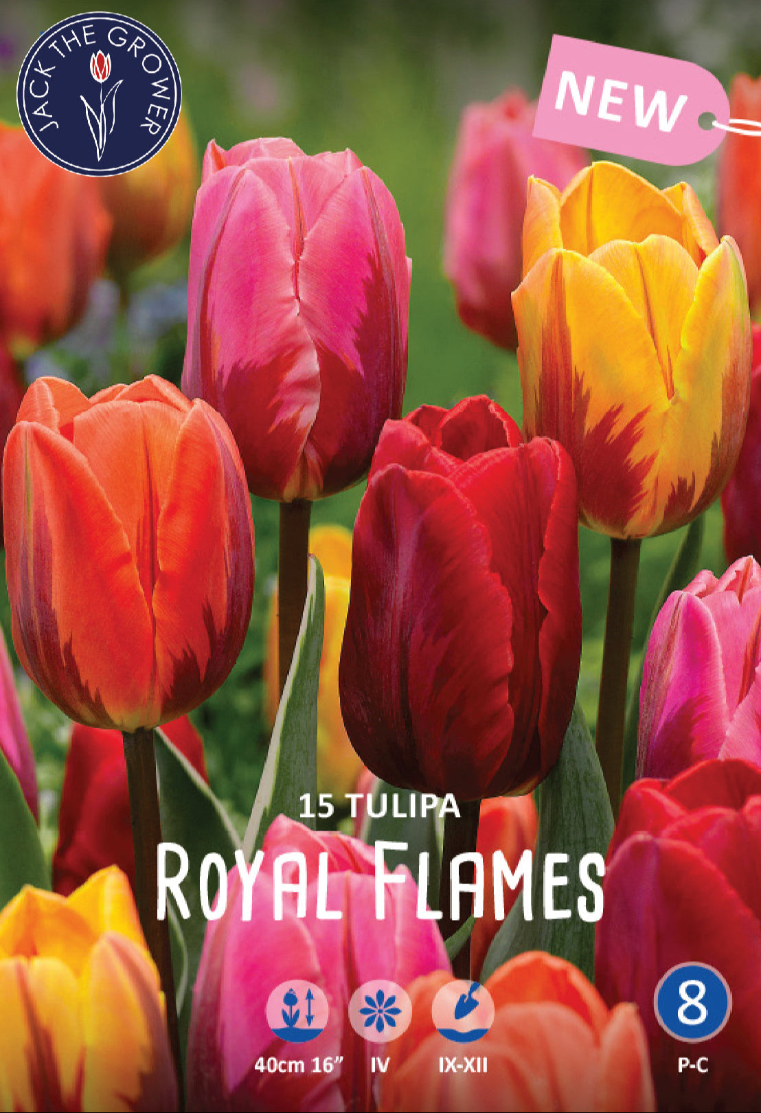 Tulipa Royal Flames – Jack the Grower