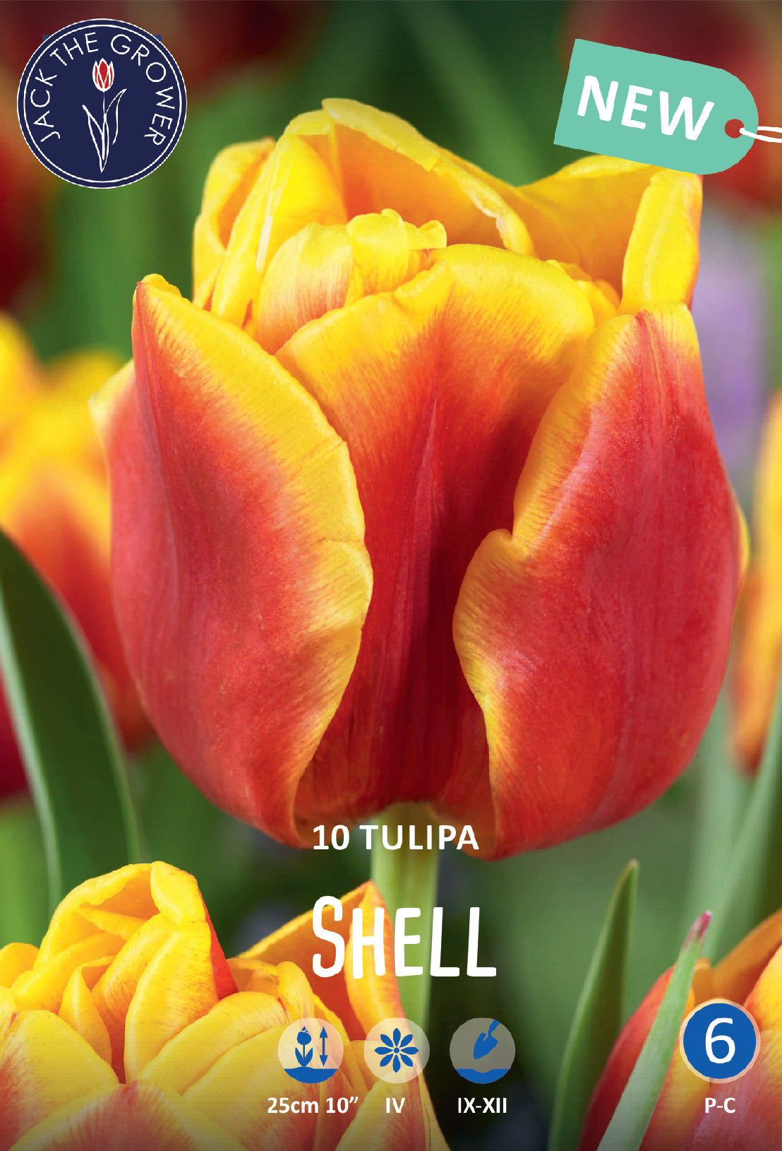 Tulipa Shell – Jack the Grower