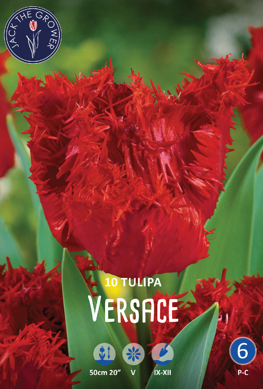 Tulipa Versace – Jack the Grower