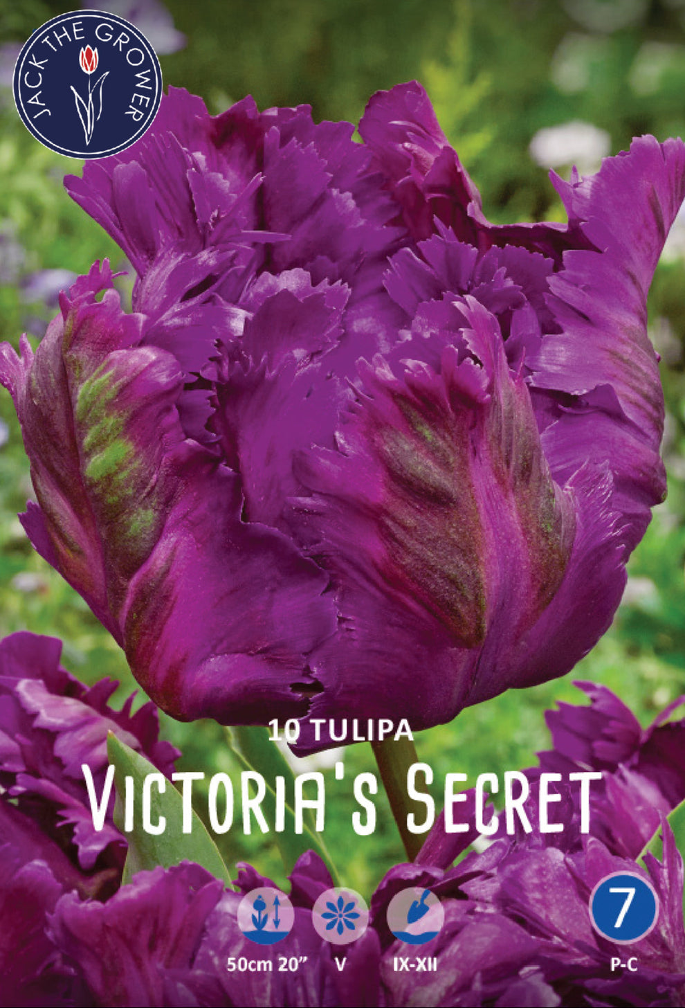Tulipa Victoria's Secret – Jack the Grower